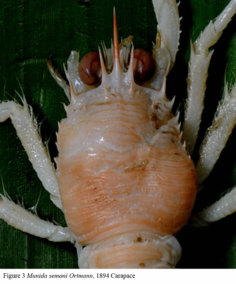 Species of the Genus Munida Leach, 1820, (Crustaea: Decapoda ...