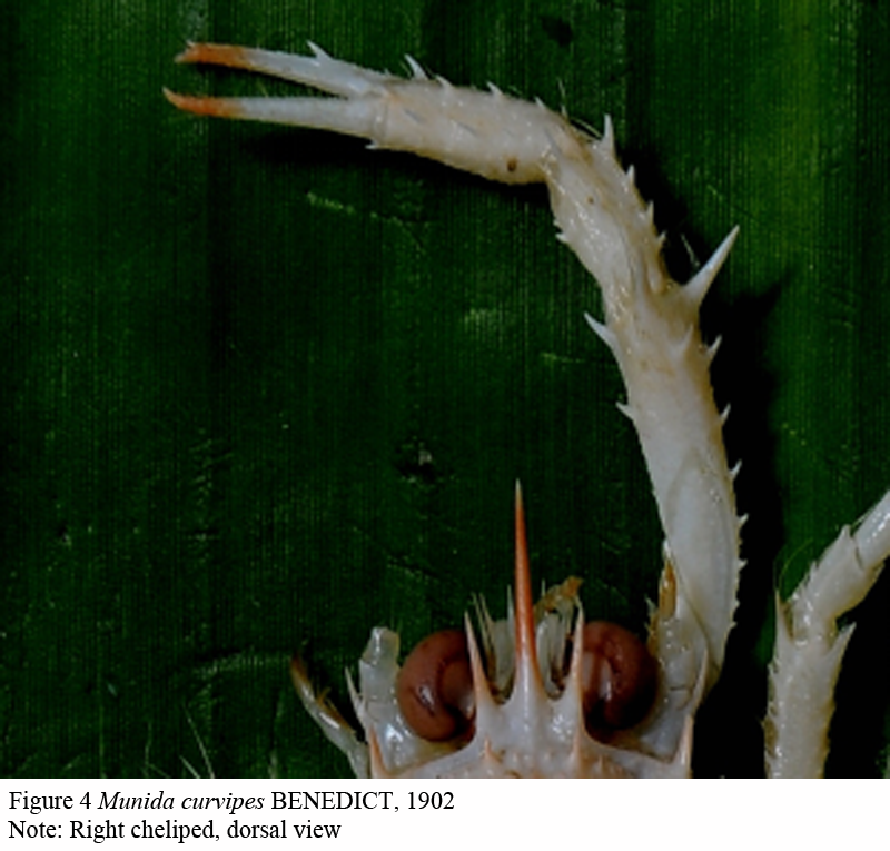 Species of the Genus Munida Leach, 1820, (Crustaea: Decapoda ...