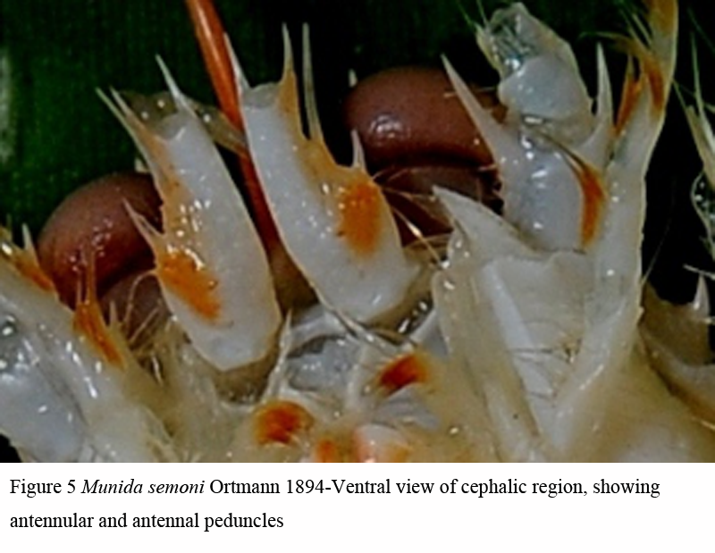 Species of the Genus Munida Leach, 1820, (Crustaea: Decapoda ...