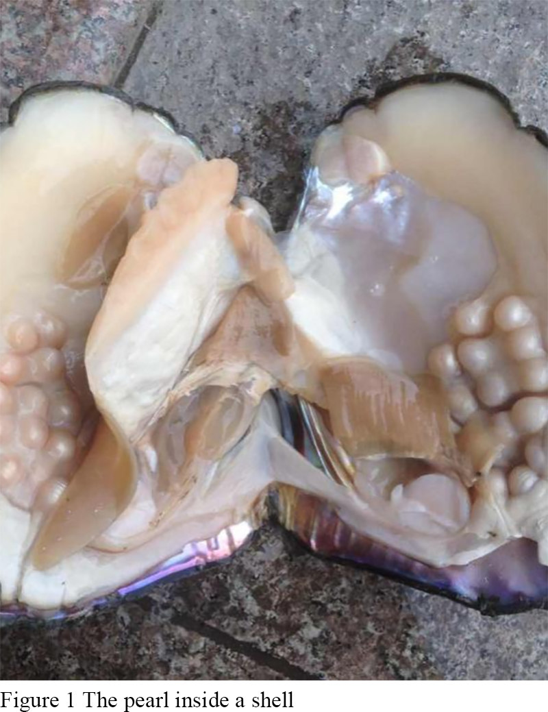 Exploration of the Mechanism and Process of Pearl Formation | Xu 1 ...