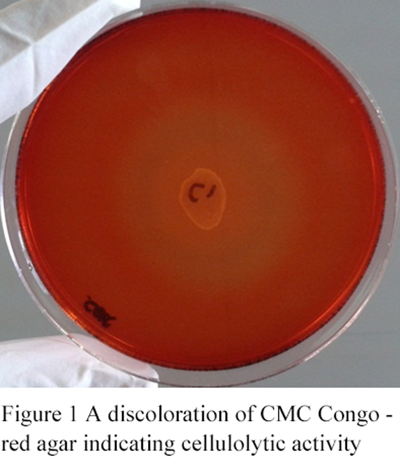 Screening of Cellulose - Degrading Bacteria Associated with ...