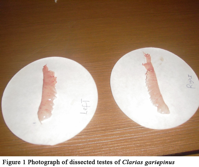 Effect of Sperm Sac (Testis) in Cryopreservation Protocol of Milt ...