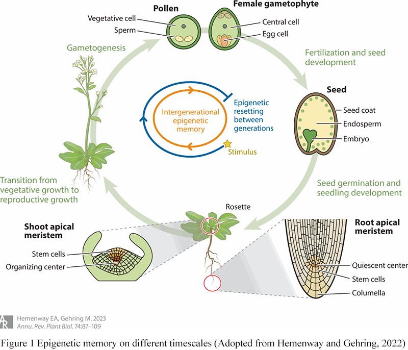 Epigenetic Regulation in Algae: Implications for Growth, Development ...