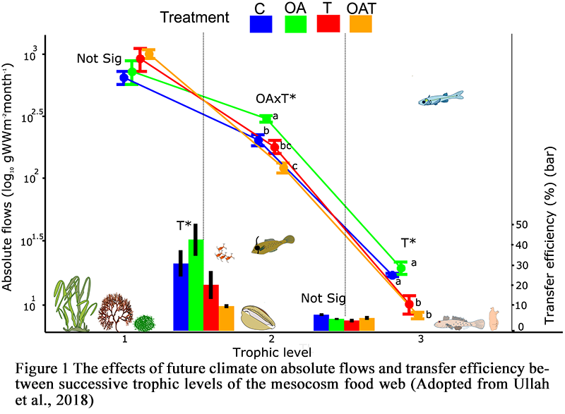 From Phytoplankton to Fish: Exploring the Trophic Levels of Aquatic ...