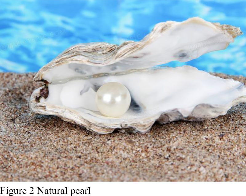 Exploration of the Mechanism and Process of Pearl Formation | Xu 1 ...