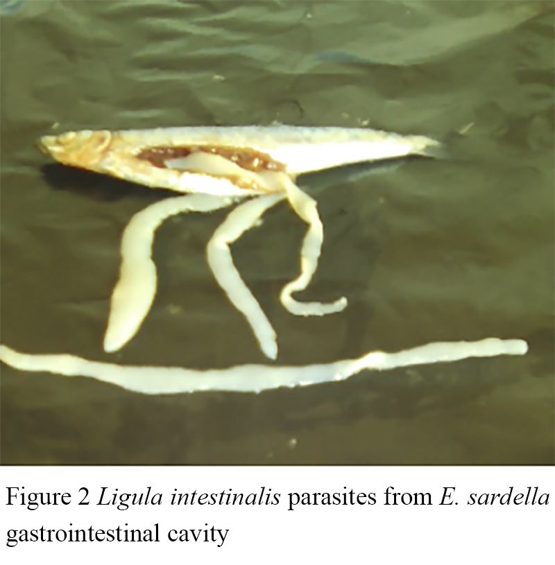 Determination of Seasonal Occurrence of Camallanus sp. and Ligula ...