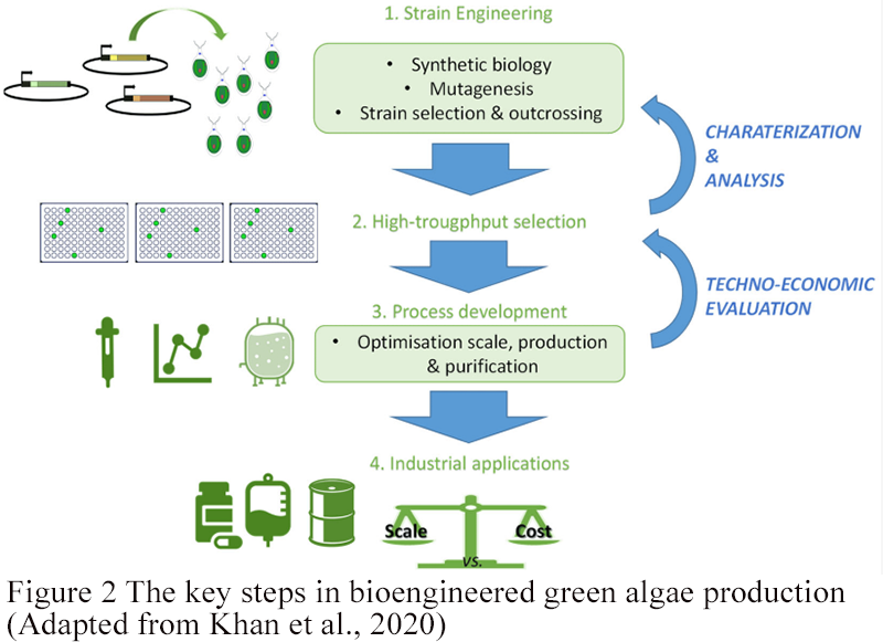 Unraveling the Genetic Mechanisms of Algal Adaptation: Insights from ...