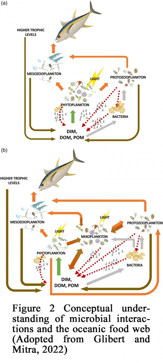 From Phytoplankton to Fish: Exploring the Trophic Levels of Aquatic ...