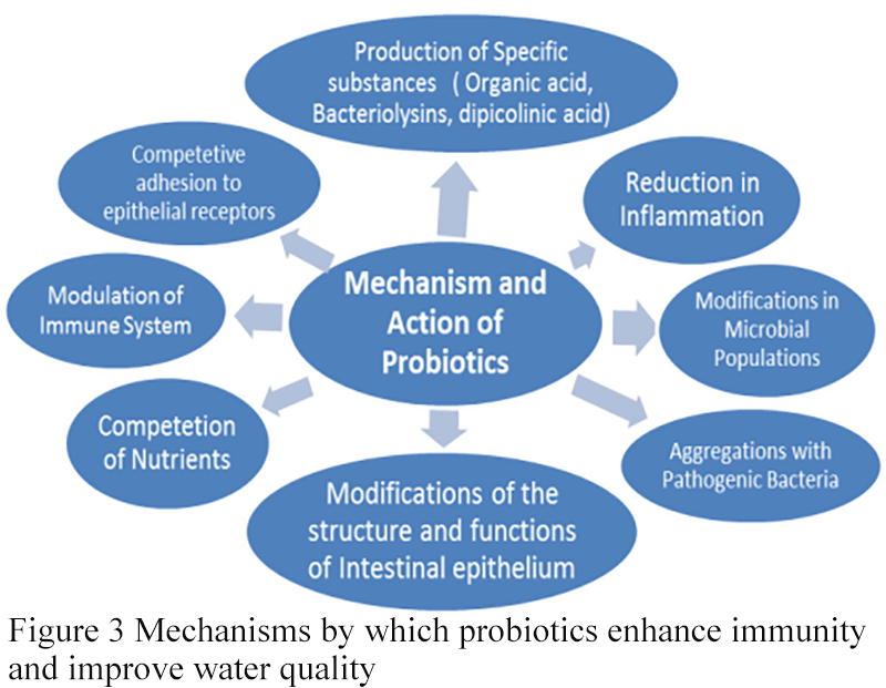 Unwinding the Potential of Probiotics in Aquaculture | Gudipati ...