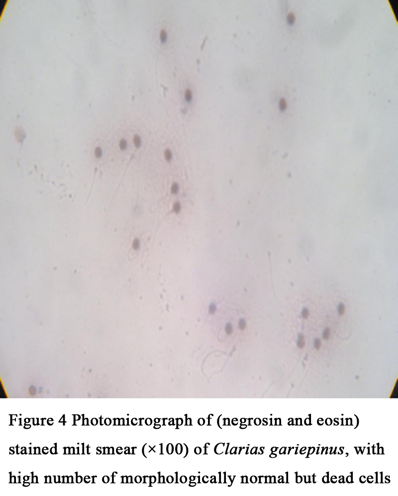 Effect of Sperm Sac (Testis) in Cryopreservation Protocol of Milt ...